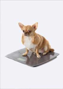 Dog Training Monkoodog