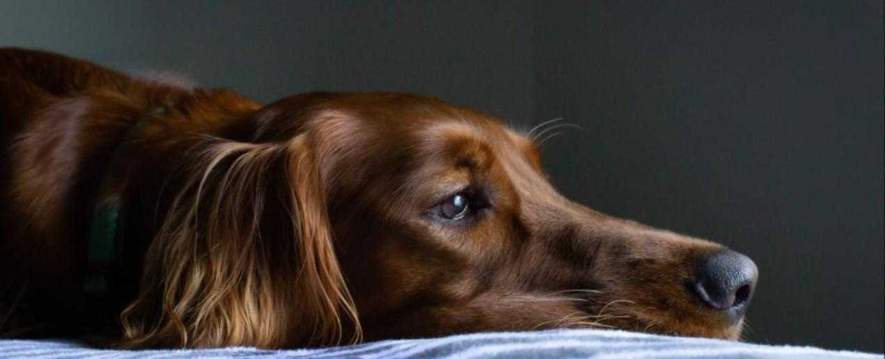 This is Why Your Dog is Depressed - Monkoodog