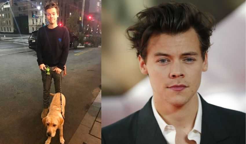 Harry Styles Trending Worldwide for Pet Sitting a Stranger’s Dog ...