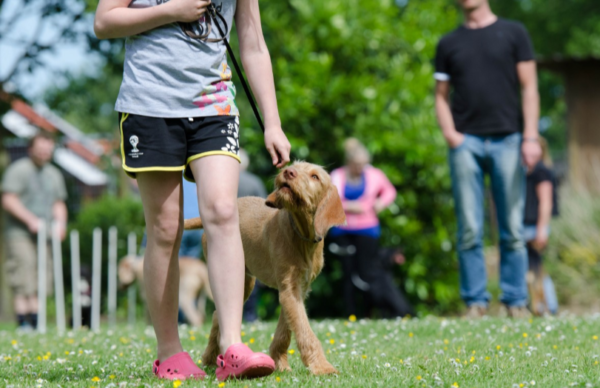 Training Your Dog For A Dog Show - How To Train a Dog at Home