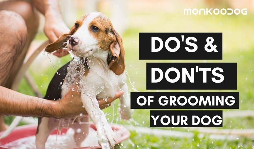 The Ultimate Guide To a Perfectly Groomed Pet - Monkoodog