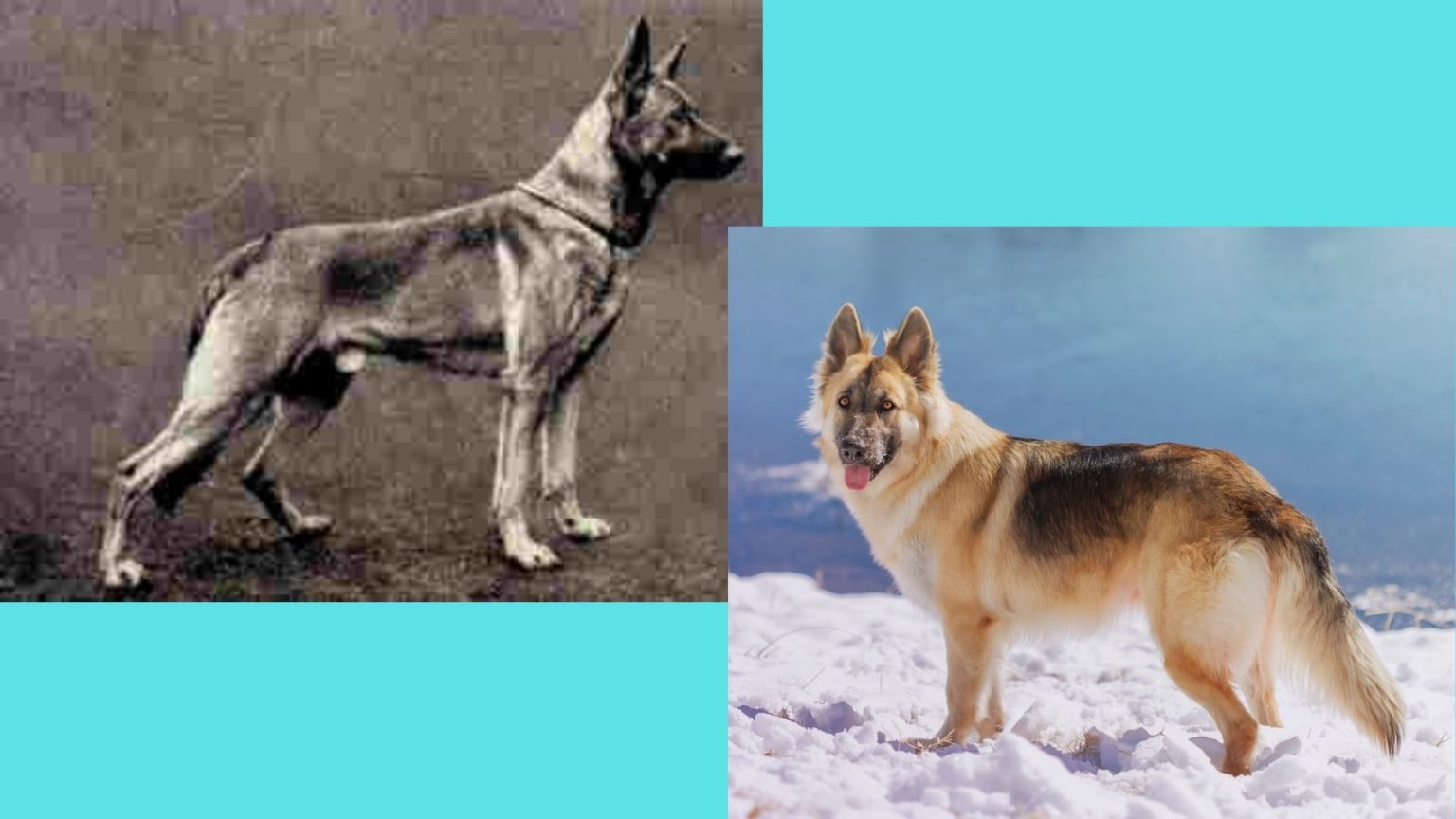 A time travel tour: looking at our favorite dogs change over the ...