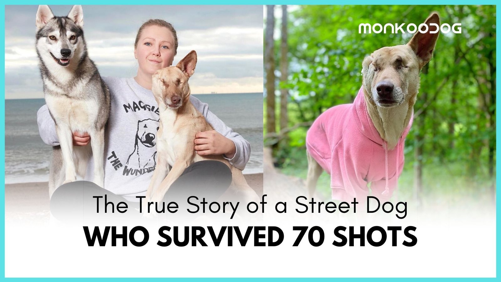 Lebanese dog becomes an inspiration after recovering from being shot ...