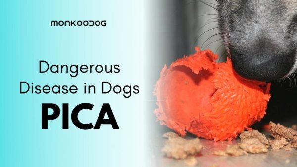 Symptoms, Causes, and Treatment of Pica in Dogs - Monkoodog