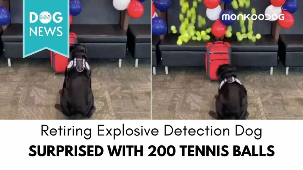 Video of Explosive Detection K9 Dog’s Surprise Retirement Gift Goes ...