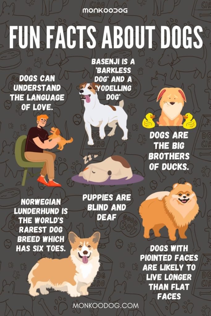 FUN FACTS ABOUT DOGS Monkoodog FUN FACTS ABOUT DOGS Monkoodog