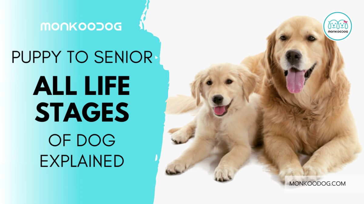 The Six Stages of a Dog's Life: What You Should Know - Monkoodog