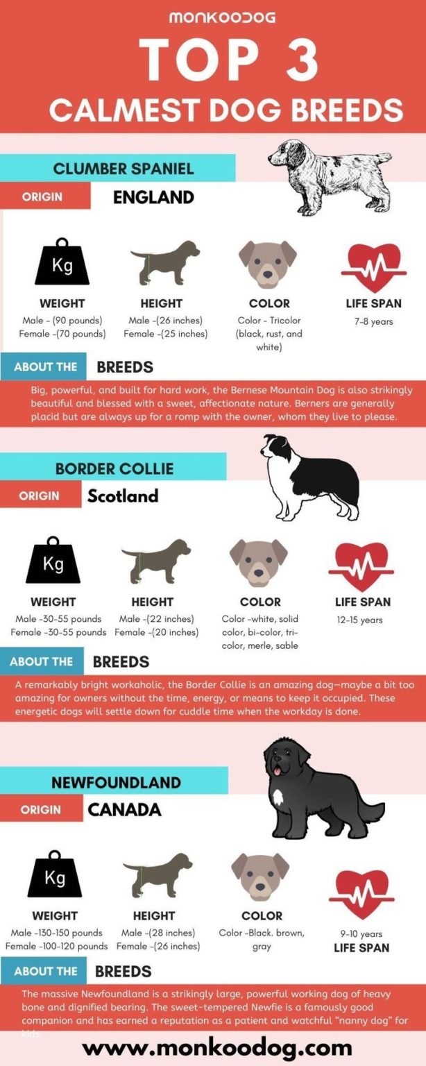 The Top 3 Calmest Dog Breeds | Dog Breeds - Monkoodog