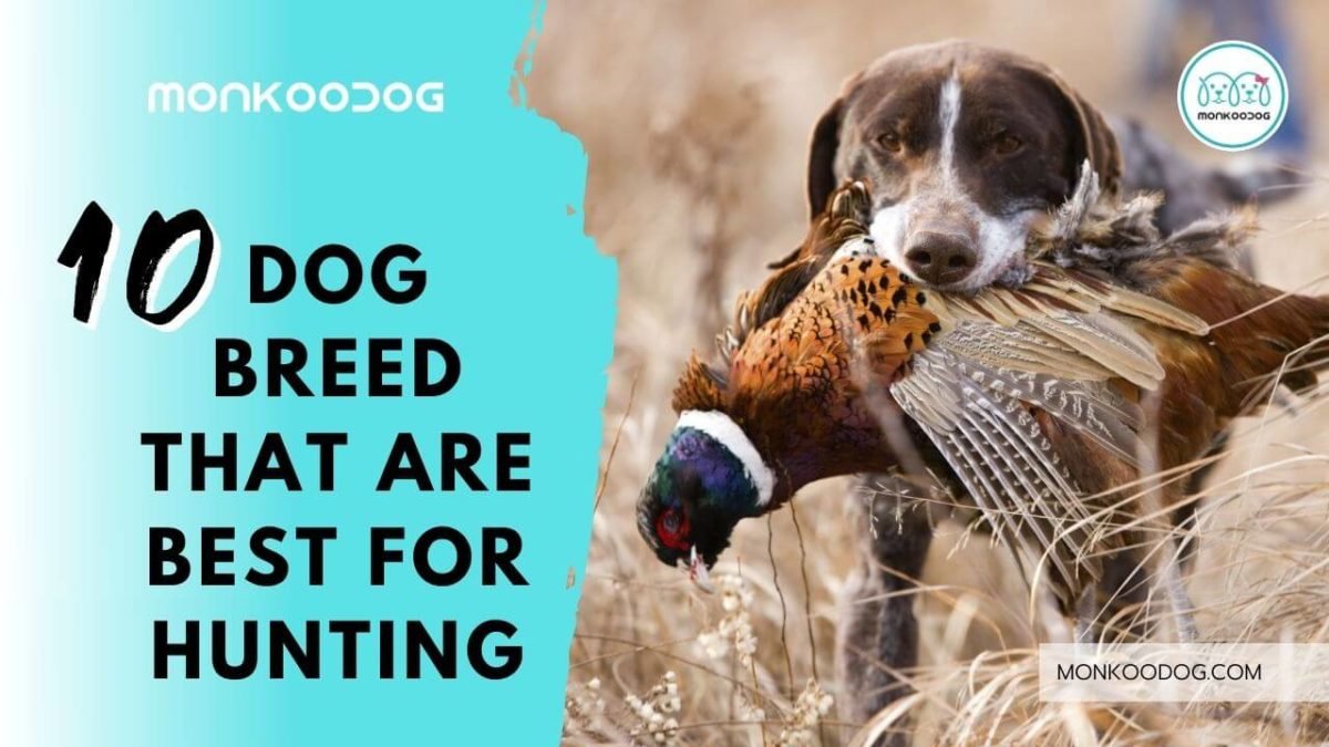 Top 10 Best Hunting Dog Breeds Hunting Dog Monkoodog top-10-best-hunting-dog-breeds-hunting-dog-monkoodog