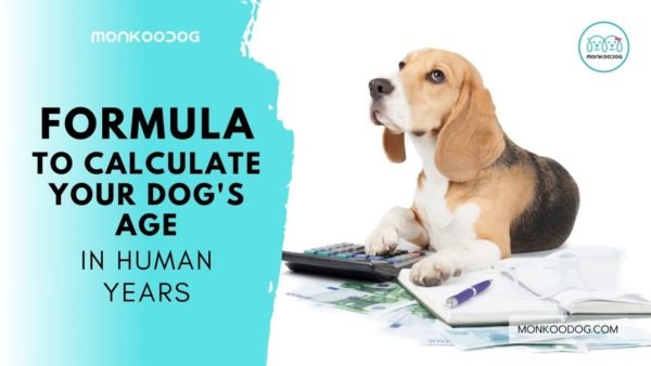 Dog Age Calculator - The Formula That Calculates Your Dog’s Age