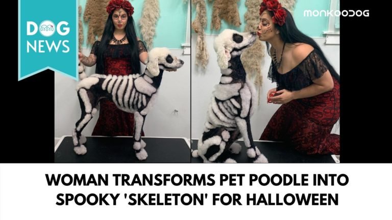Woman Transformed Up Pet Poodle As A Skeleton - Monkoodog