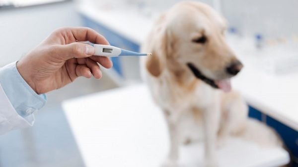 Fever in Dogs: Causes, Symptoms and Treatments | Monkoodog