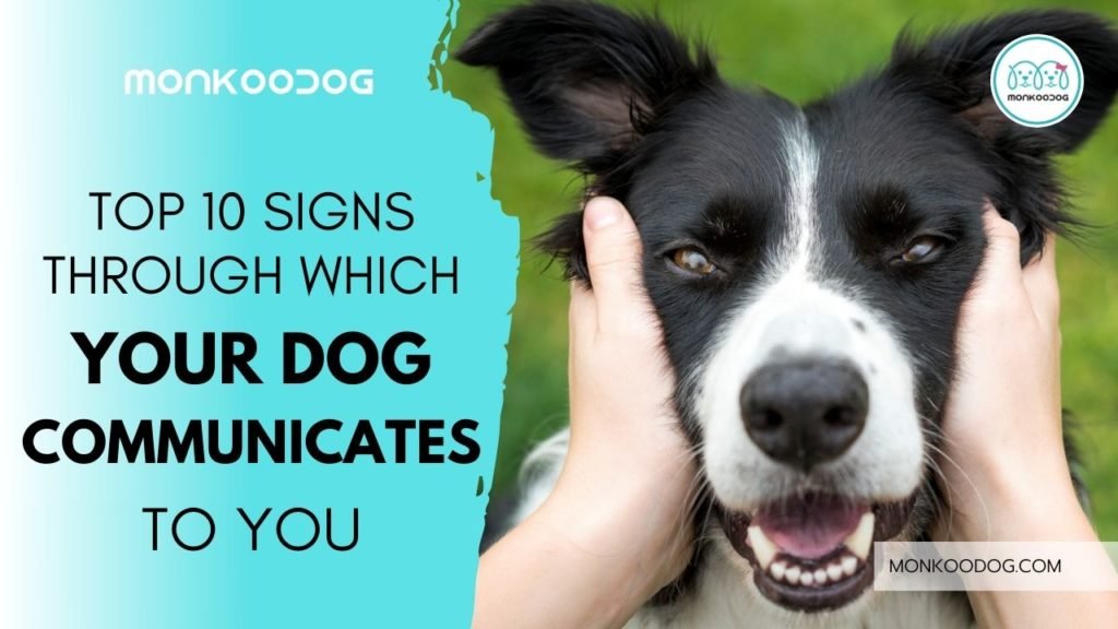 10 Signs Through Which Your Dog Communicates To You - Monkoodog