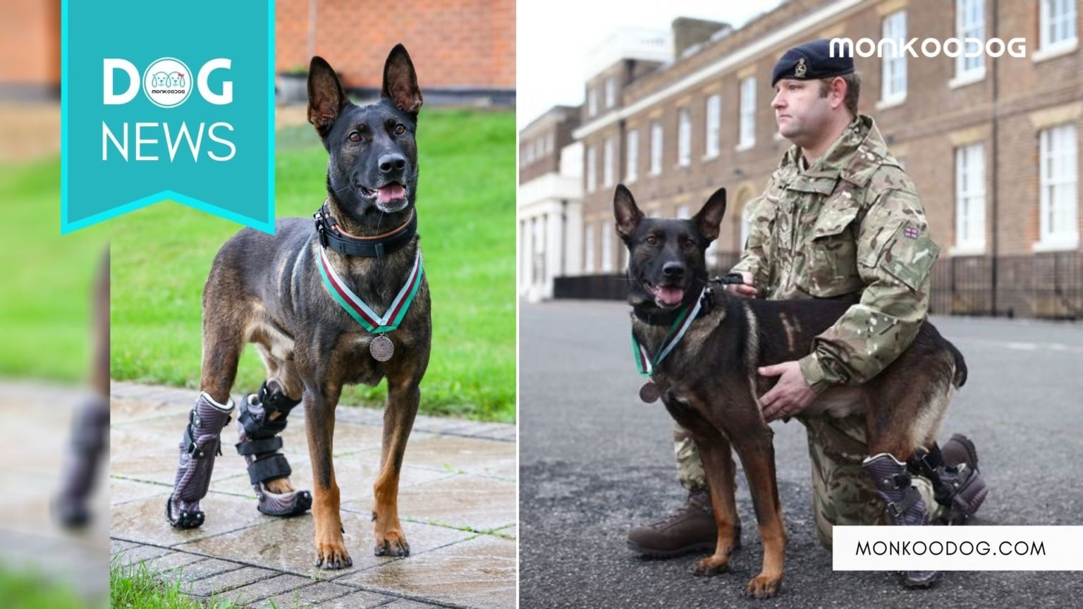 Military Dog Kuno Got Bravery Medal For Saving Soldiers - Monkoodog
