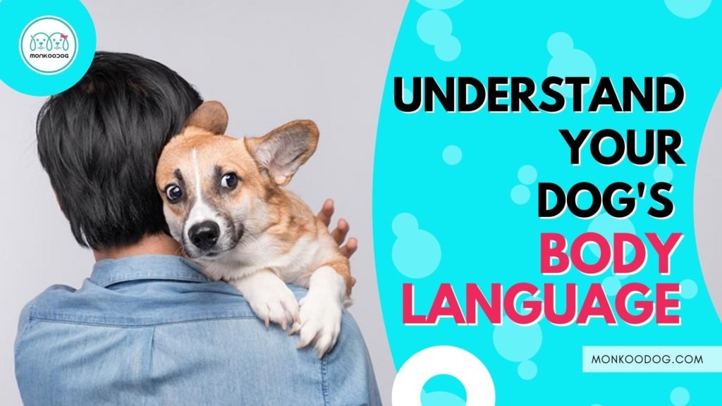 How to Understand Your Dog’s Body Language - Monkoodog