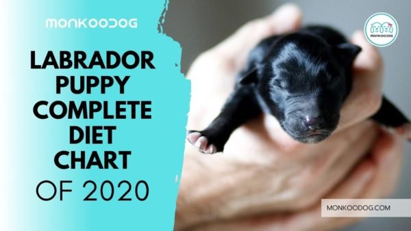 Labrador Puppy Complete Diet Chart - Monkoodog