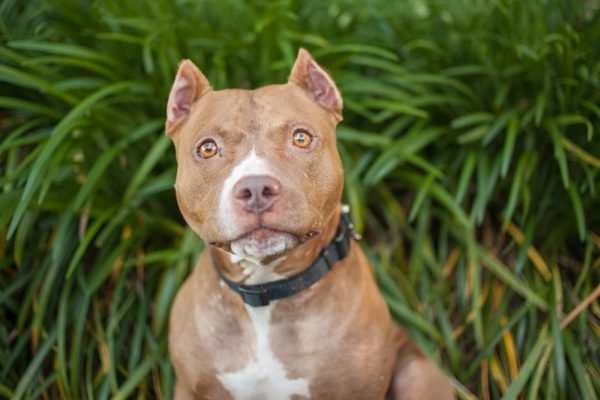 Myths vs Fact: Myths of Adopting A Pitbull - Monkoodog