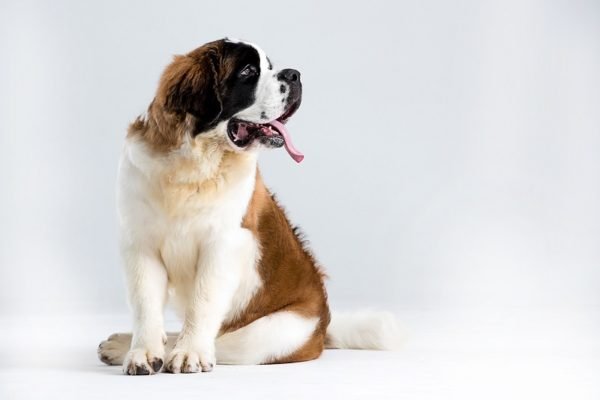Dog Breed You Should Adopt, Based on Your Zodiac Sign