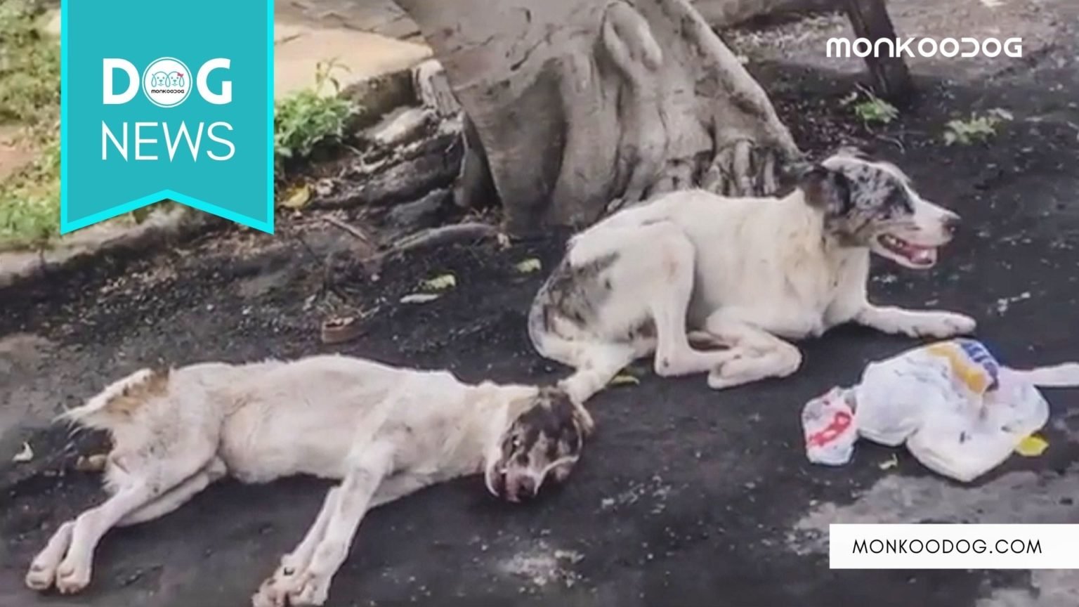 Stray dog in Brazil waits patiently for a fellow injured dog
