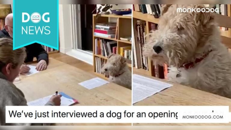 Dog-Interview Went Viral After How He Replied In Interview - Monkoodog