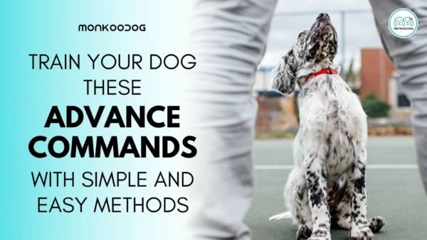 How To Teach Your Dog Advanced Training - Monkoodog