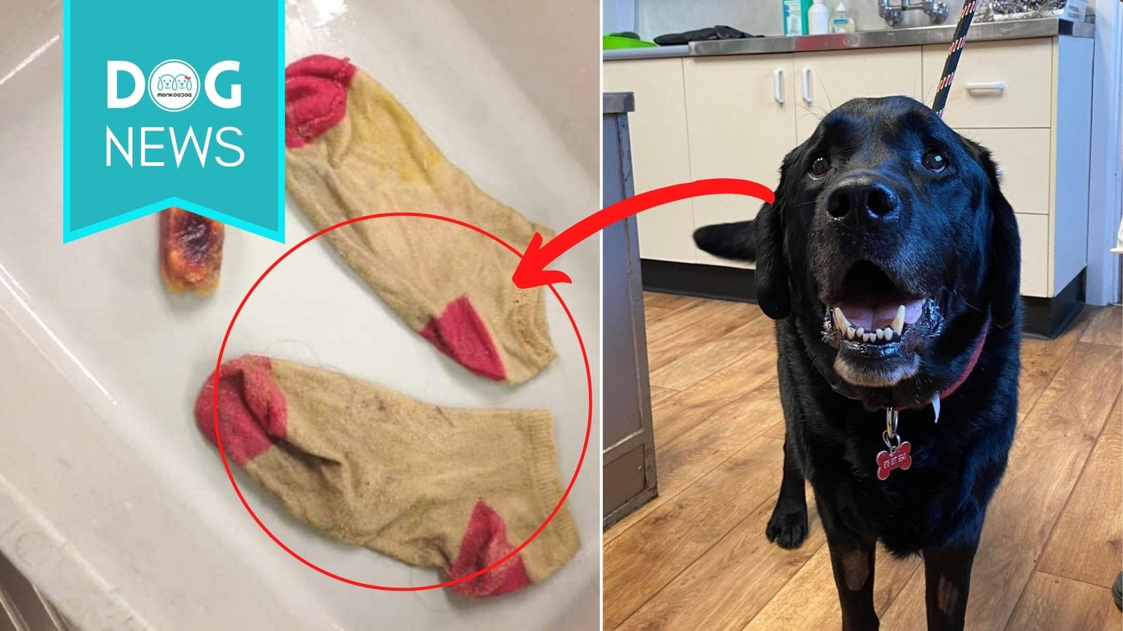 Horrifying Articles Found In Pet Labrador’s Stomach - Monkoodog