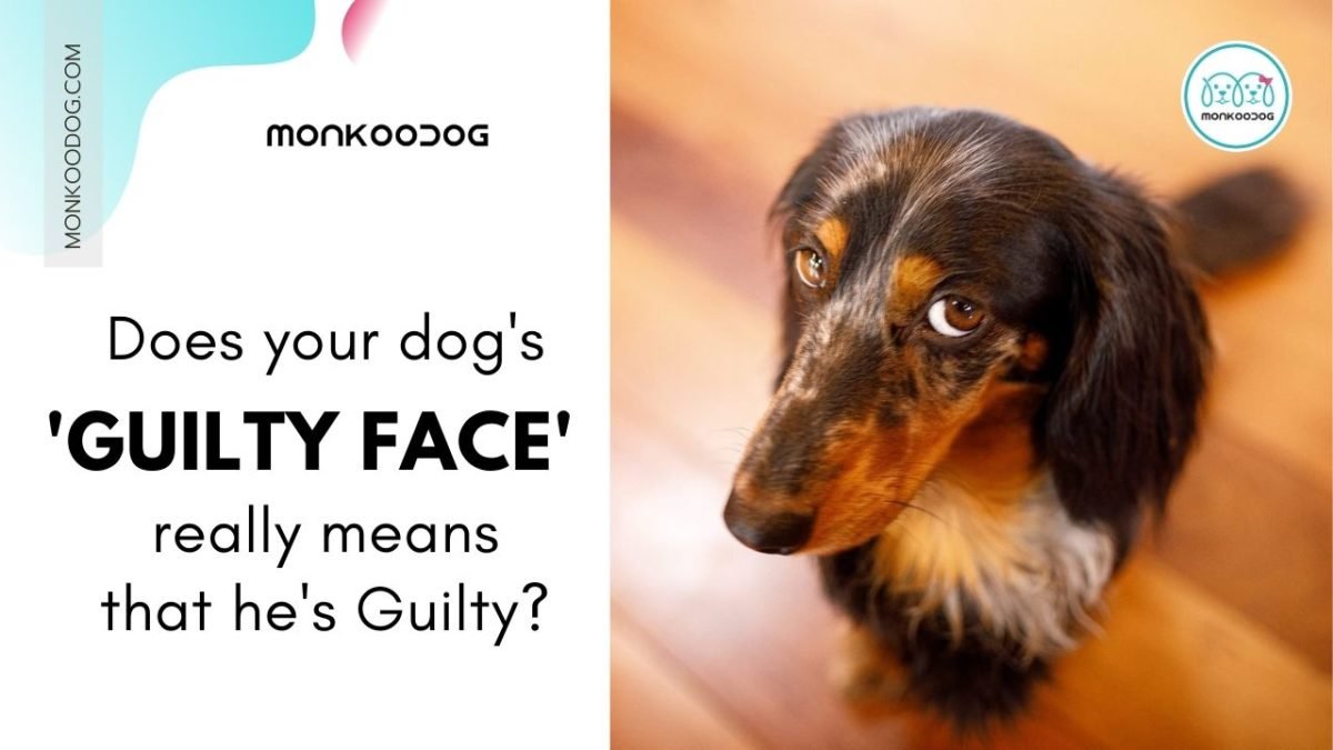 Why Do Dogs Give That Guilty Look? - Monkoodog