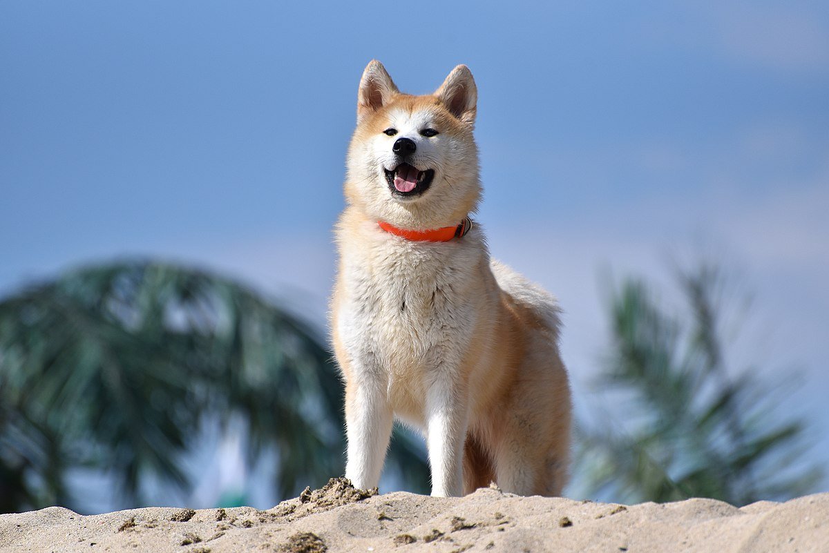 Akita Dog Breed Information, Pictures, Characteristics & Facts | Monkoodog