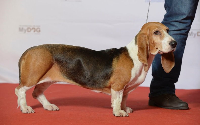 Basset Artésien Normand Dog Breed Information, Pictures ...