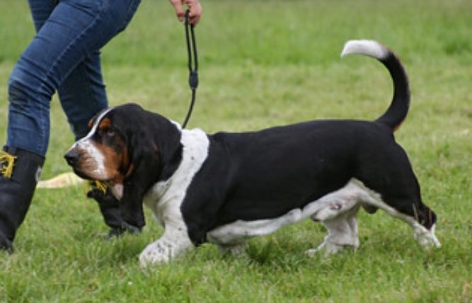 Basset Hound Dog Breed Information, Pictures, Characteristics & Facts ...