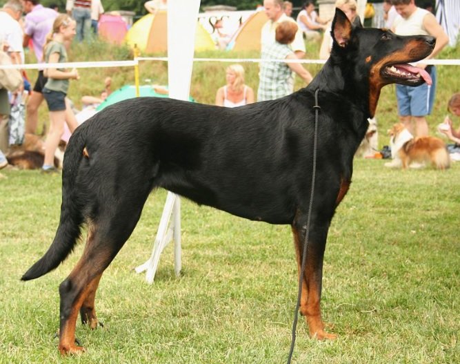 Beauceron Dog Breed Information, Pictures, Characteristics & Facts ...