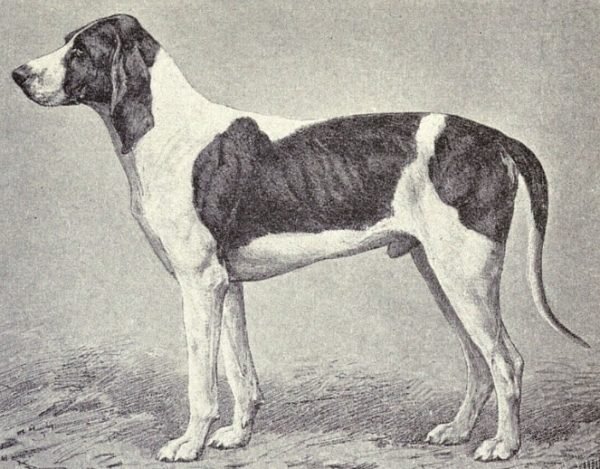 Billy Dog Breed Information, Pictures, Characteristics & Facts | Monkoodog