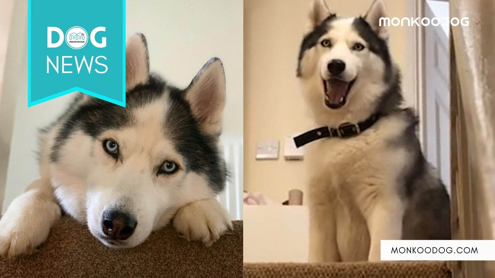 Stubborn Husky refuses to come downstairs until Bribed - Monkoodog