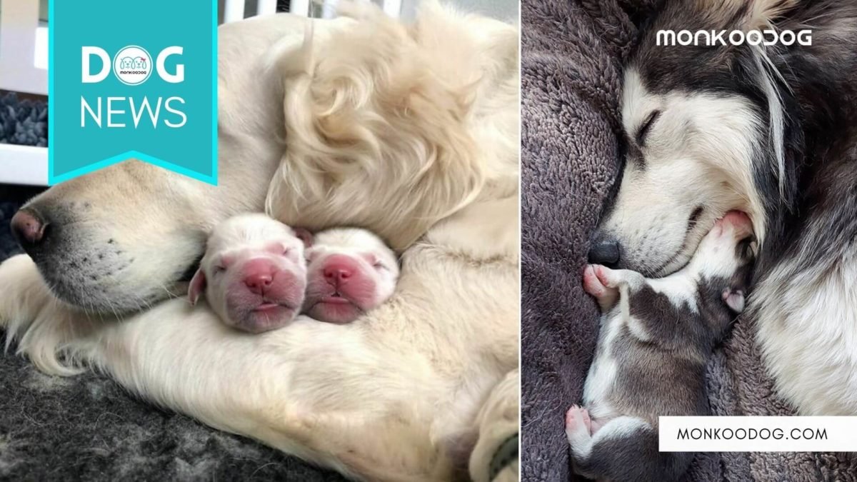 Adorable pictures of Mommy dogs posing with their puppies - Monkoodog