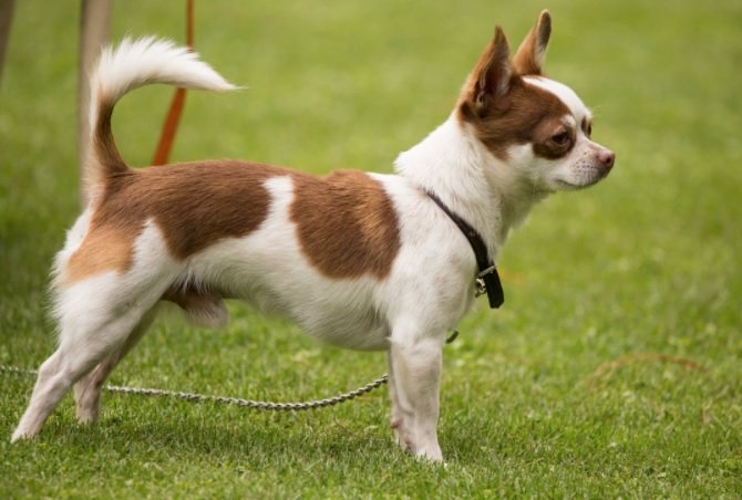 Chihuahua Dog Breed Information, Characteristics & Facts | Monkoodog