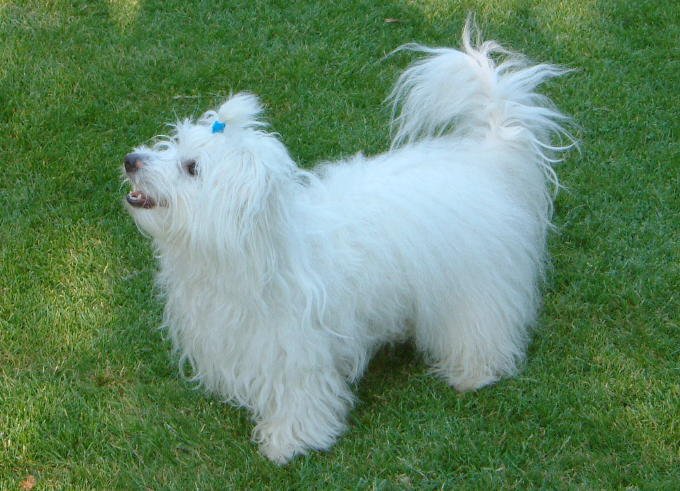 Coton de Tulear Dog Breed Information, Pictures, Characteristics ...