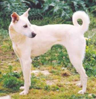 Cretan Hound Dog Breed Information, Pictures, Characteristics & Facts ...