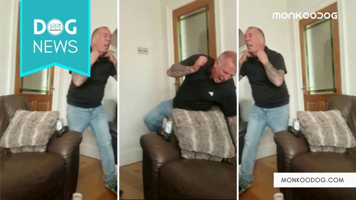 Pet Parent Gets Zapped After Trying Anti-Barking Shock Collar Of His Dog