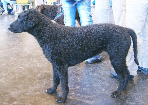 Curly-Coated Retriever Dog Breed Info, Characteristics & Facts | Monkoodog