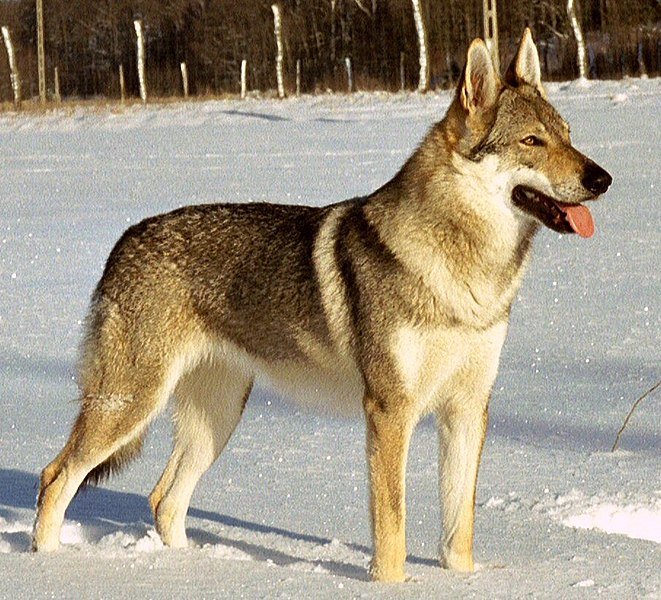 Czechoslovakian Wolfdog Dog Breed Information, Pictures ...