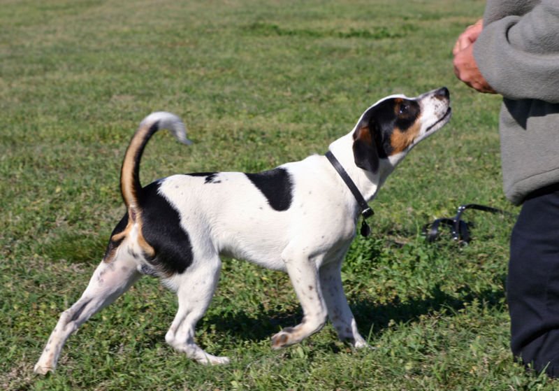 Danish-Swedish Farmdog Dog Breed Info,Characteristics & Facts | Monkoodog