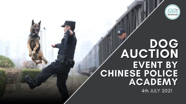 Dog Auction Event by the Chinese police academy - Monkoodog