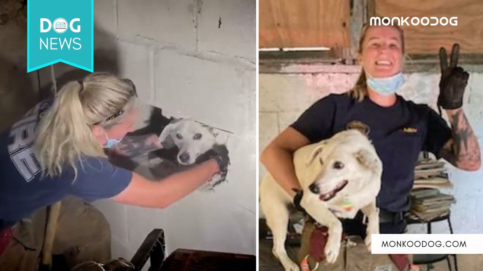 Dog missing for five days, Stuck in the wall rescued by the Firefighters