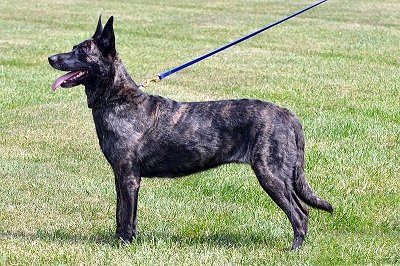 Dutch Shepherd Dog Breed Information, Pictures, Characteristics & Facts ...