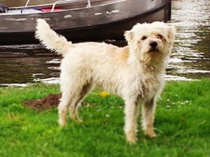 Dutch Smoushond Dog Breed Information, Pictures, Characteristics ...