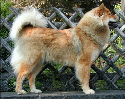 Eurasier Dog Breed Information, Pictures, Characteristics & Facts ...
