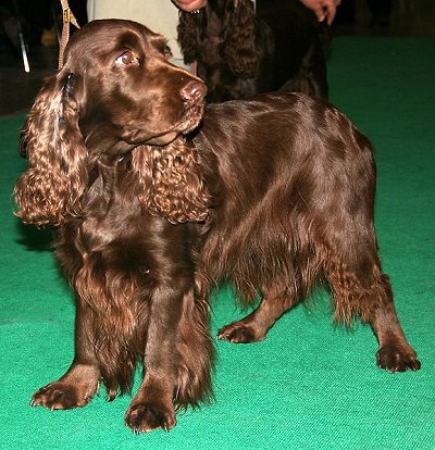 Field Spaniel Dog Breed Information, Pictures, Characteristics & Facts ...