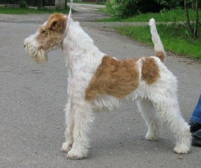 Fox Terrier Wire Dog Breed Information, Pictures, Characteristics ...