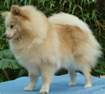 German Spitz Dog Breed Information, Pictures, Characteristics & Facts ...