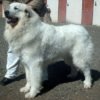 Great Pyrenees Dog Breed Information, Pictures, Characteristics & Facts ...